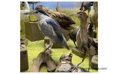 Природонаучен музей Черни Осъм Нови експонати Троян експрес