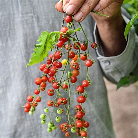 Spoon Tomato Seeds Baker Creek Heirloom Seeds