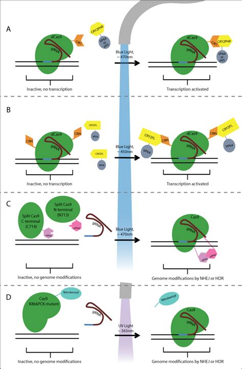 Optogenetics Crispr Using Light To Control Genome Editing