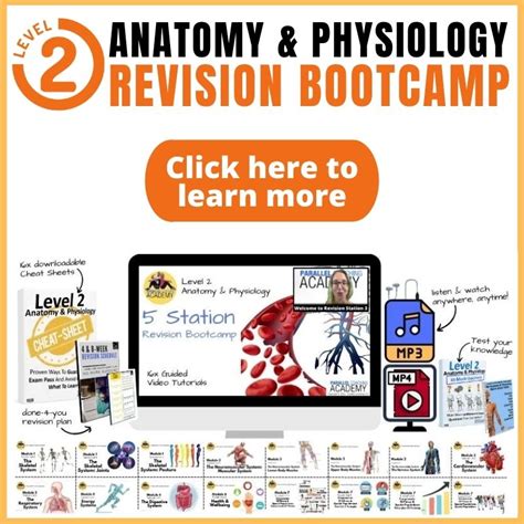 What Exercises Use Agonist Antagonist Paired Muscles