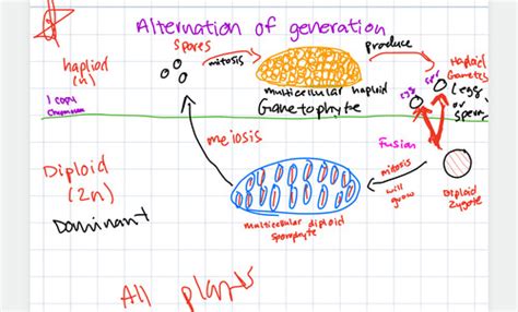 Lab Flashcards Quizlet