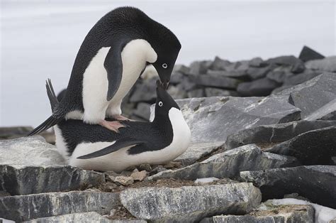 Adelie Penguins Mating Antarctica Photograph By Flip Nicklin Fine Art America