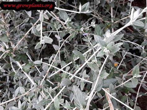 Teucrium Fruticans How To Grow And Care