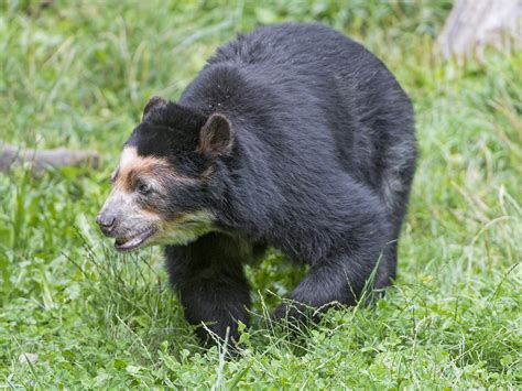 Definitive Guide To Spectacled Bear Facts Habitat Conservation Status