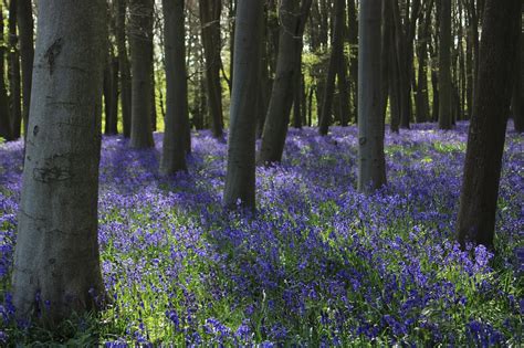 Bluebells Woods Forest Free Photo On Pixabay Pixabay