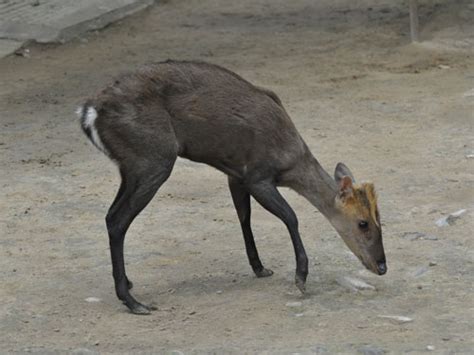 Muntiacus Crinifrons Black Muntjac In Beijing Zoo