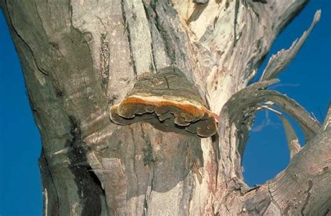 Phellinus Sp