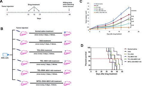 Sketch Map Of The Drug Administration In Nude Mice With Cervical Cancer Download Scientific