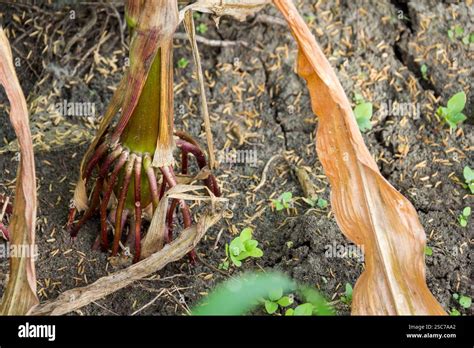 Corn Tree Roots Stock Photo Alamy