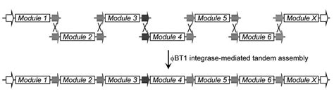 Multi Fragment Deoxyribose Nucleic Acid Dna Series Connection Recombination Assembly Method