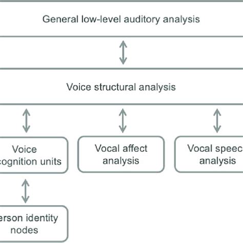 A Hierarchical Model Of Voice Processing Redrawn And Adapted From Belin Download Scientific