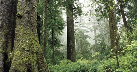 Odf Proposes Revised State Forest Implementation Plans Opens 30 Day Comment Period Thursday