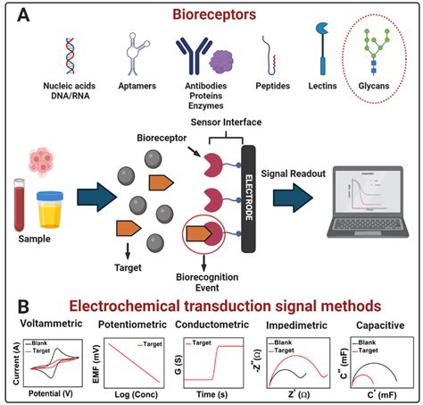 A Scheme Of A Generic Electrochemical Biosensor A Bioreceptor
