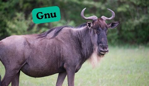 Öküz Başlı Antilop Gnu
