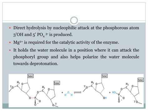 Restriction Modification System Types Of Restriction Enzymes Pptx