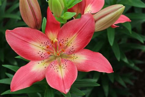 Photographs Of Different Varieties Of Asiatic Lilies Hgtv