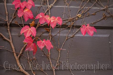 The Crazy Redhead Photographer