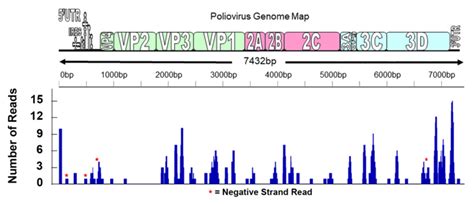 Viral Rna Was Identified In Exploratory Rna Seq Experiments Download Scientific Diagram