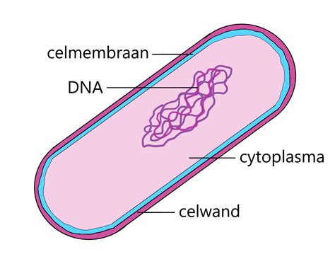 Cellen Se Biologielessen Nl