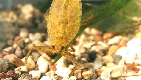 Giant Water Bug Nymph