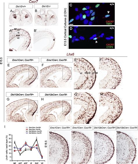 Cxcr4 And Cxcr7 Have Distinct Functions In Regulating Interneuron Migration Neuron