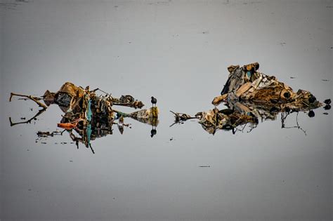 Jacanas와 블랙이 비스 쓰레기 무 겁 게 오염 Tiete 리버 산타나 드 Parnaiba 상파울루 브라질에서에서 축적에 착륙 강에 대한 스톡 사진 및 기타 이미지