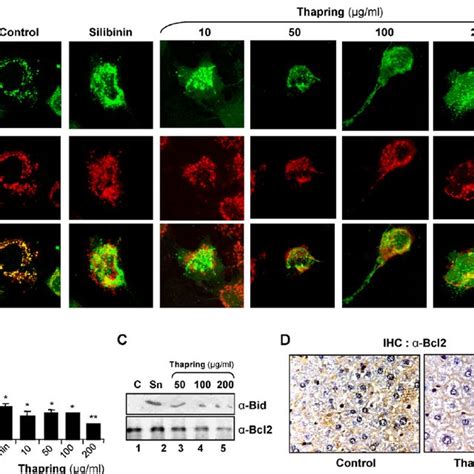 Intracellular Localization Of Cytochrome C In The Presence Of Thapring