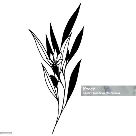 벡터 식물 그림 나뭇잎과 꽃이 있는 나뭇가지 윤곽선과 실루엣 정원 들판 초원 야생 식물이 꽃다발 컬렉션에 수집되었습니다 흰색 배경에 분리된 벡터 그림 0명에 대한 스톡 벡터