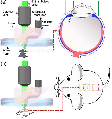 Figure 1 From Motion Correction In Optical Resolution Photoacoustic
