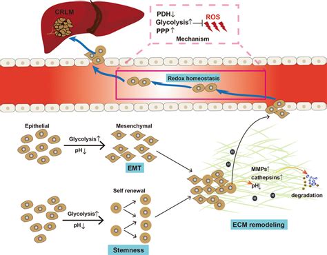 How Glycolytic Metabolism Supports Crlm Colorectal Cancer Liver