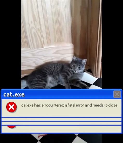 Cat Exe Has Encountered An Error YouTube
