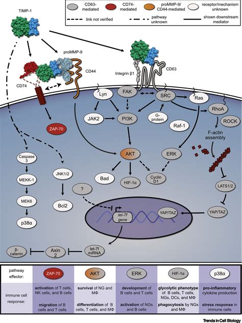Cut Loose Timp 1 An Emerging Cytokine In Inflammation Trends In Cell