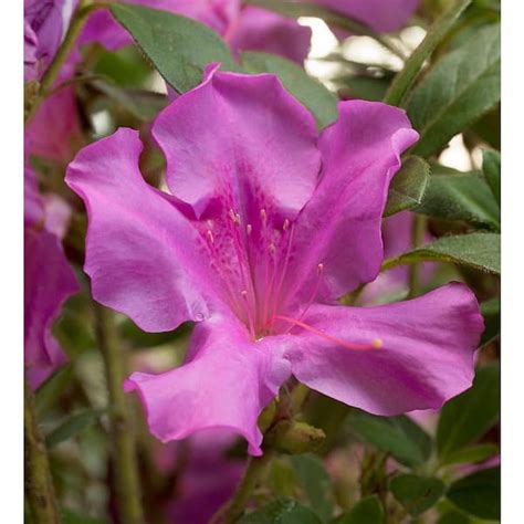 Encore Azalea 3 Gal Encore Autumn Royalty Azalea Shrub With Purple