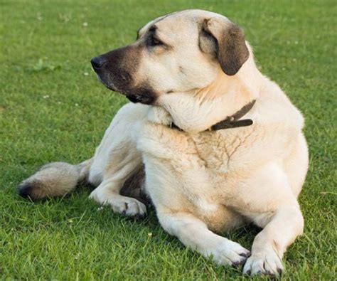 ყველაზე დიდი ძაღლების 10 ჯიში