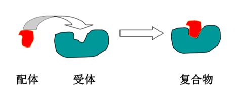 酶抑制剂靶点预测 分子对接筛选定制简述 知乎
