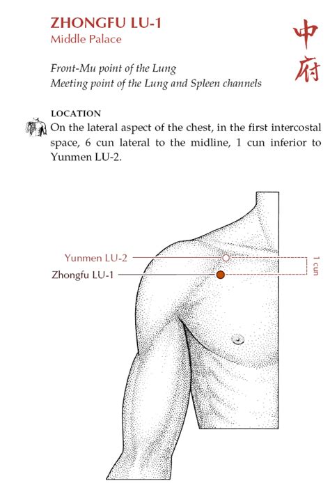Lung 1 Acupuncture Point Location At Pearline Beard Blog