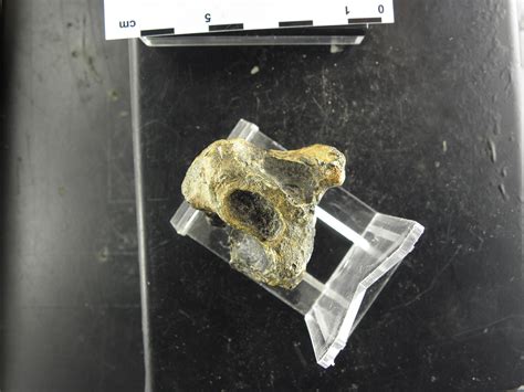 What Is This Isolated Bone Fragment