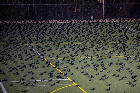 A Story Of 10 000 Crows The Nightly Crow Migration To Uw Bothell Campus R Snohomishcounty