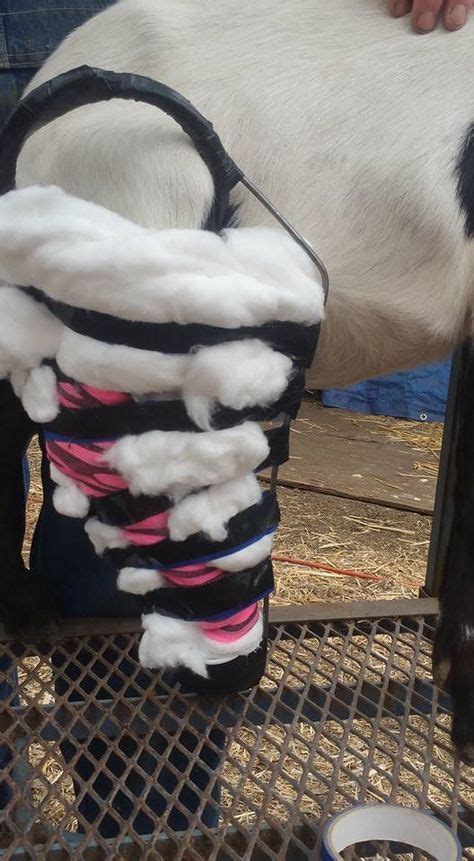 7 Schroeder Thomas Splint For Goat Ideas Schroeder Goats Thomas