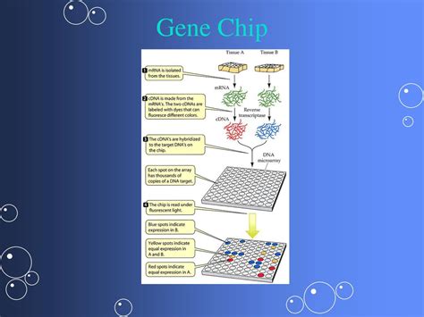 Nucleic Acid Based Methods I Ppt Download
