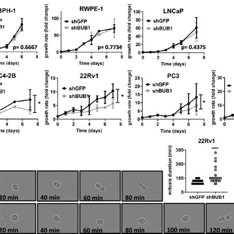 Bub1 Knockdown Decreased Crpc Cell Proliferation Through Cell Cycle