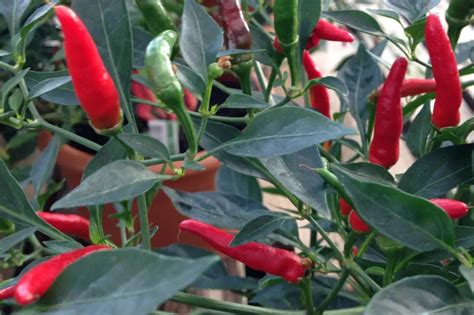From Mild To Wild The Different Types Of Chillies And Popular Chilli Varieties