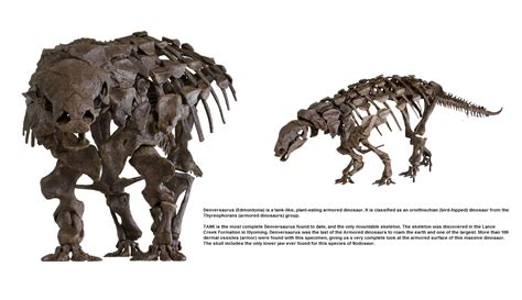 Denversaurus Dinosauricon A Ankylosaurus Pinterest Prehistoric