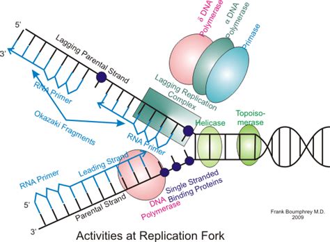 Difference Between Prokaryotic And Eukaryotic Dna Replication