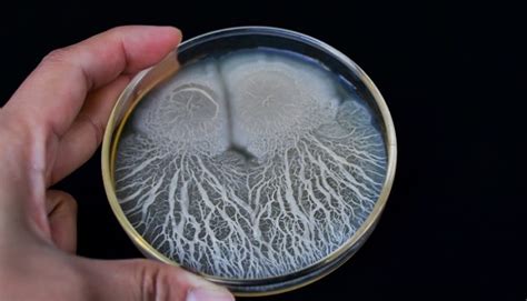 Bacillus Subtilis The Definitive Guide Biology Dictionary