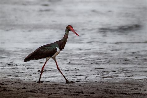 Premium Photo Black Stork In Wild