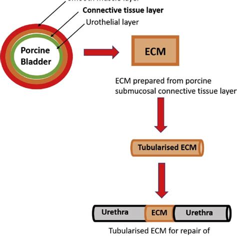 Interrelationships Between Structure And Function Functionality In Download Scientific