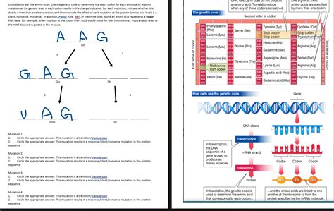 Solved Mutation 1 Circle The Appropriate Answer This