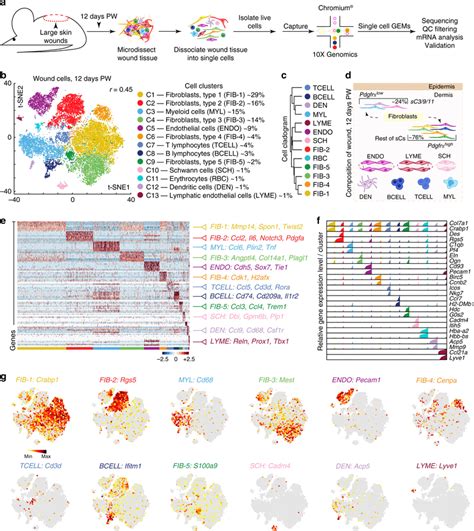 Scrna Seq Analysis Reveals Cellular Heterogeneity In Day 12 Wounds A
