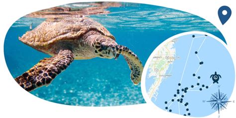Turtle Tracking Bracelet Clubocean